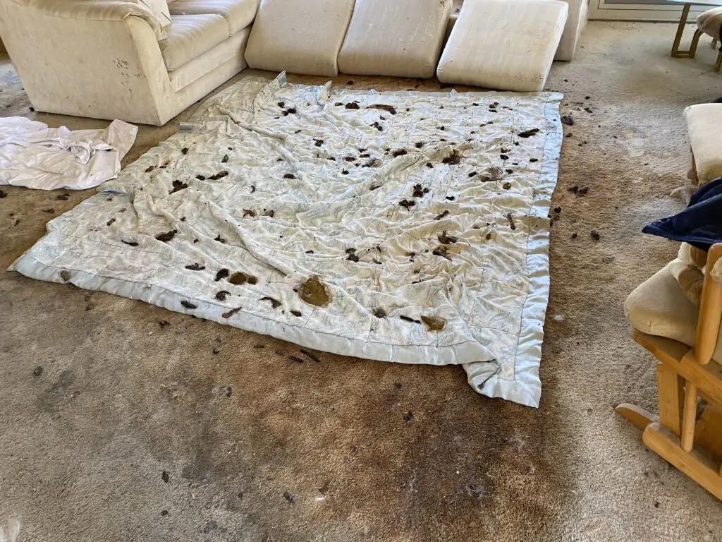 Odor Removal or Odor Control What's The Difference